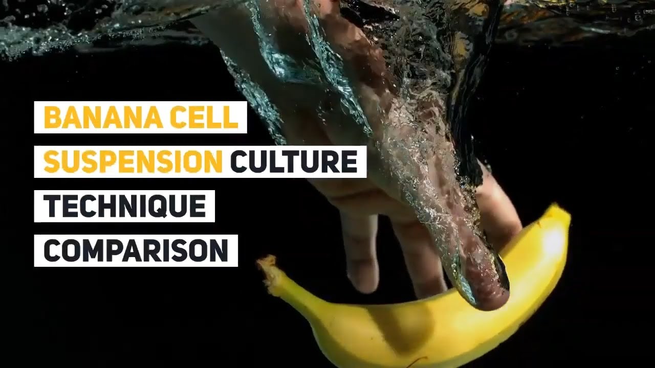 Banana Cell Suspension Culture Technique Comparison