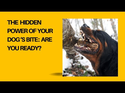 Understanding Dog Bite Force: How PSI Determines a Dog’s Power?