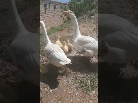 Beautiful Ducks with chicks #shorts #viral #shortsfeed #shortsviral #birdslover