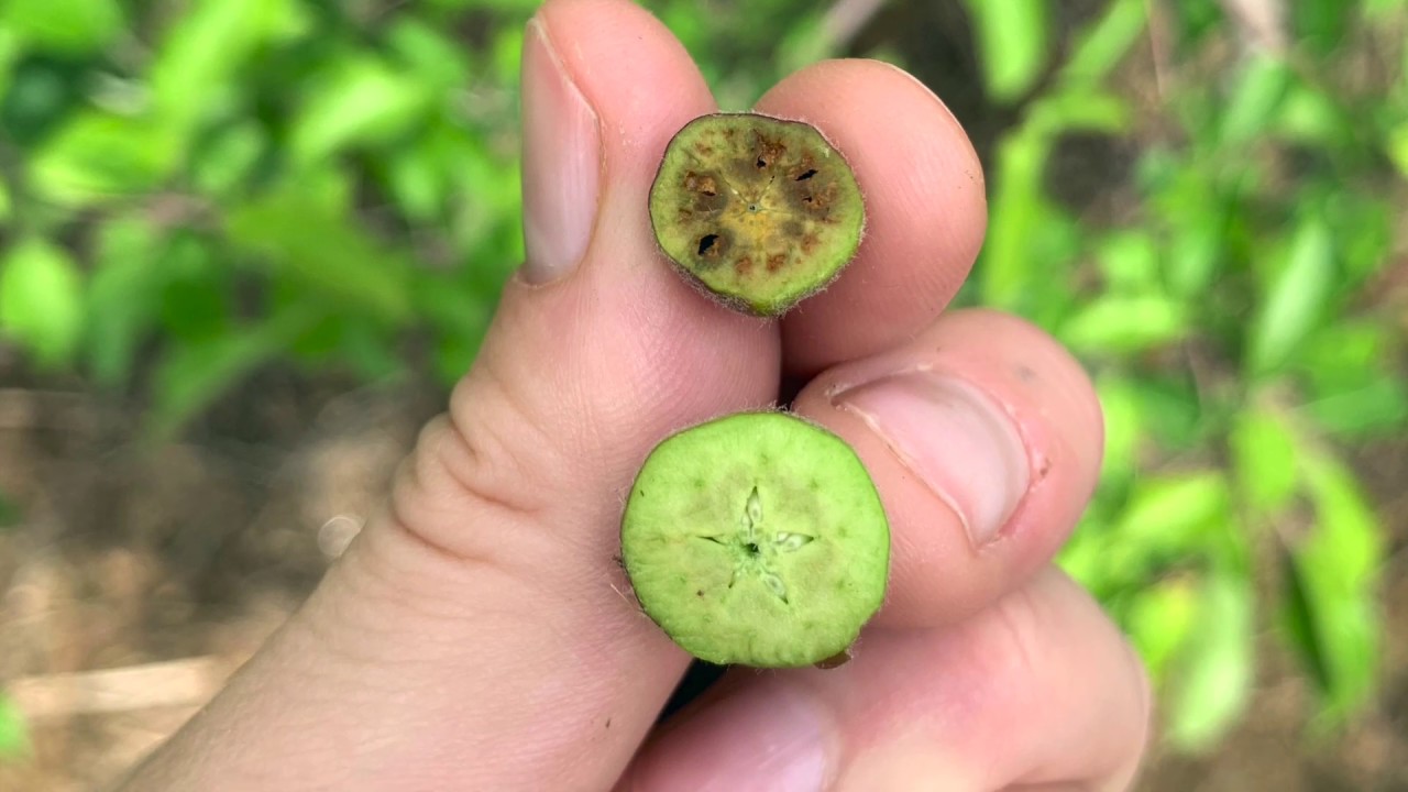 How to Check Apples for Frost Damage