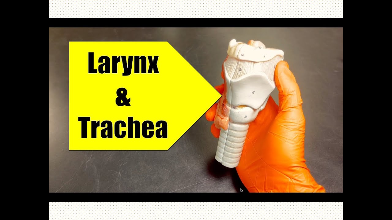 What are the larynx and trachea?