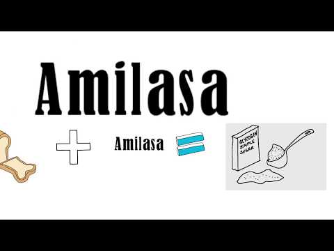 Spanish Medical Interpreter - Spanish Medical Terminology - How to Pronounce Amylase in Spanish ?