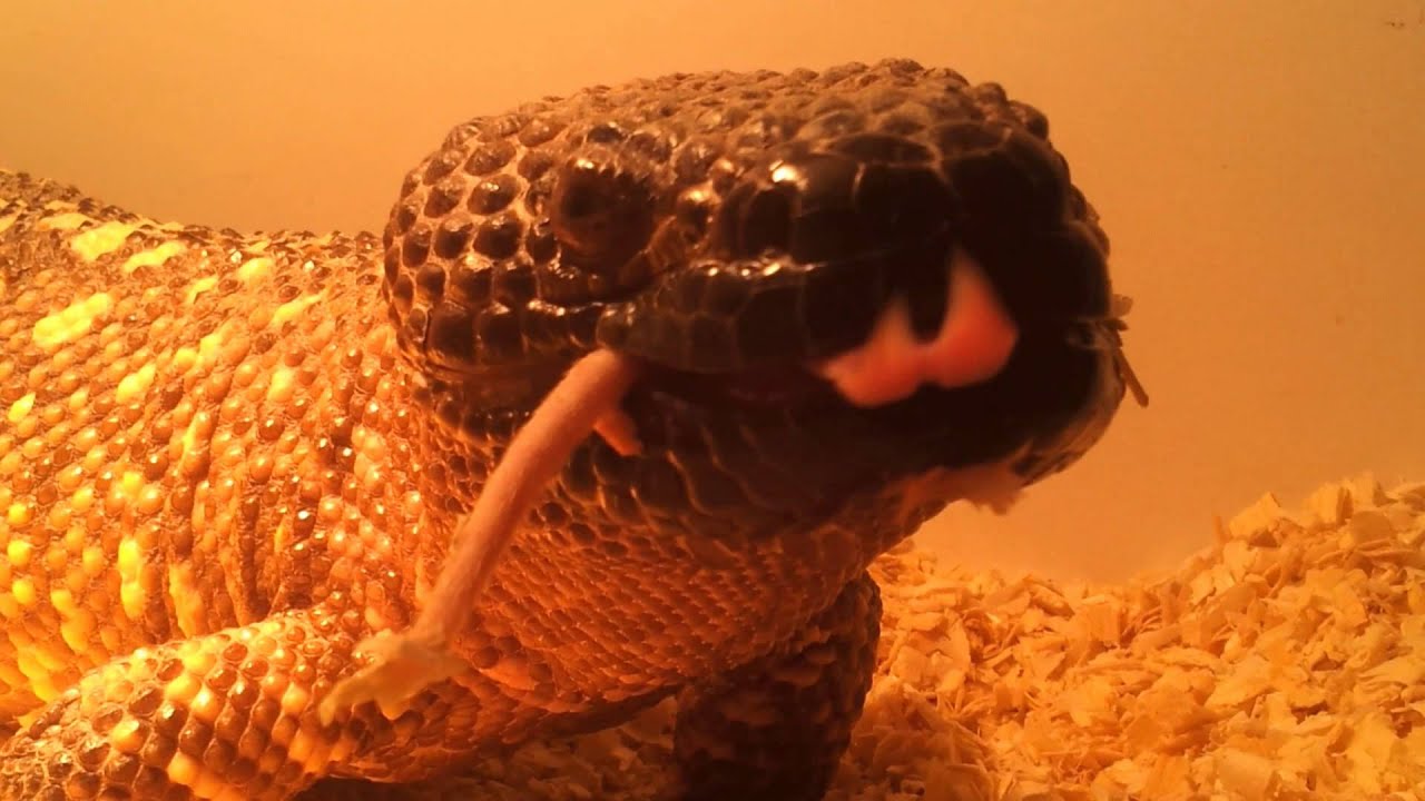 Beaded Lizard eating a Medium rat!