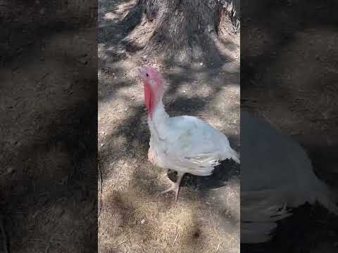 😳❤️Turkey 🦃 sound #animallover #animalfunny #turkey #sound