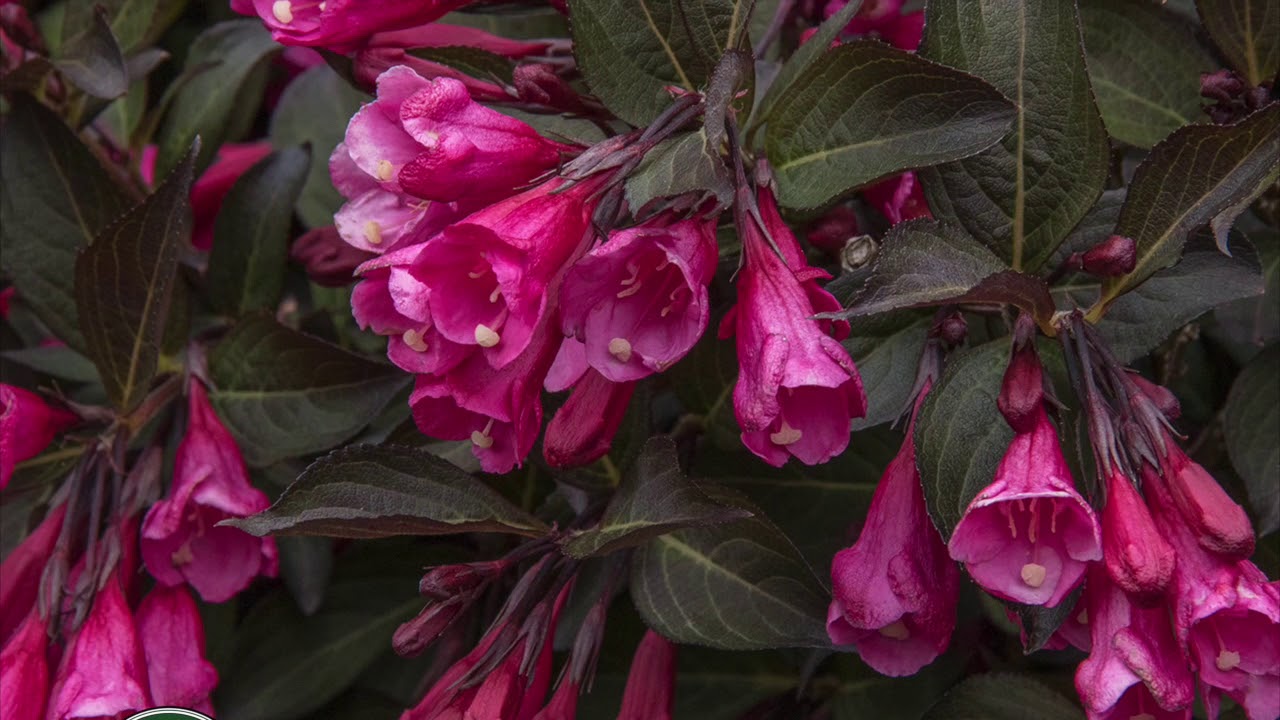 Wine & Roses Weigela
