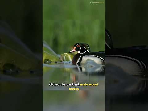 The Ultimate Guide to the Stunning Wood Duck Species