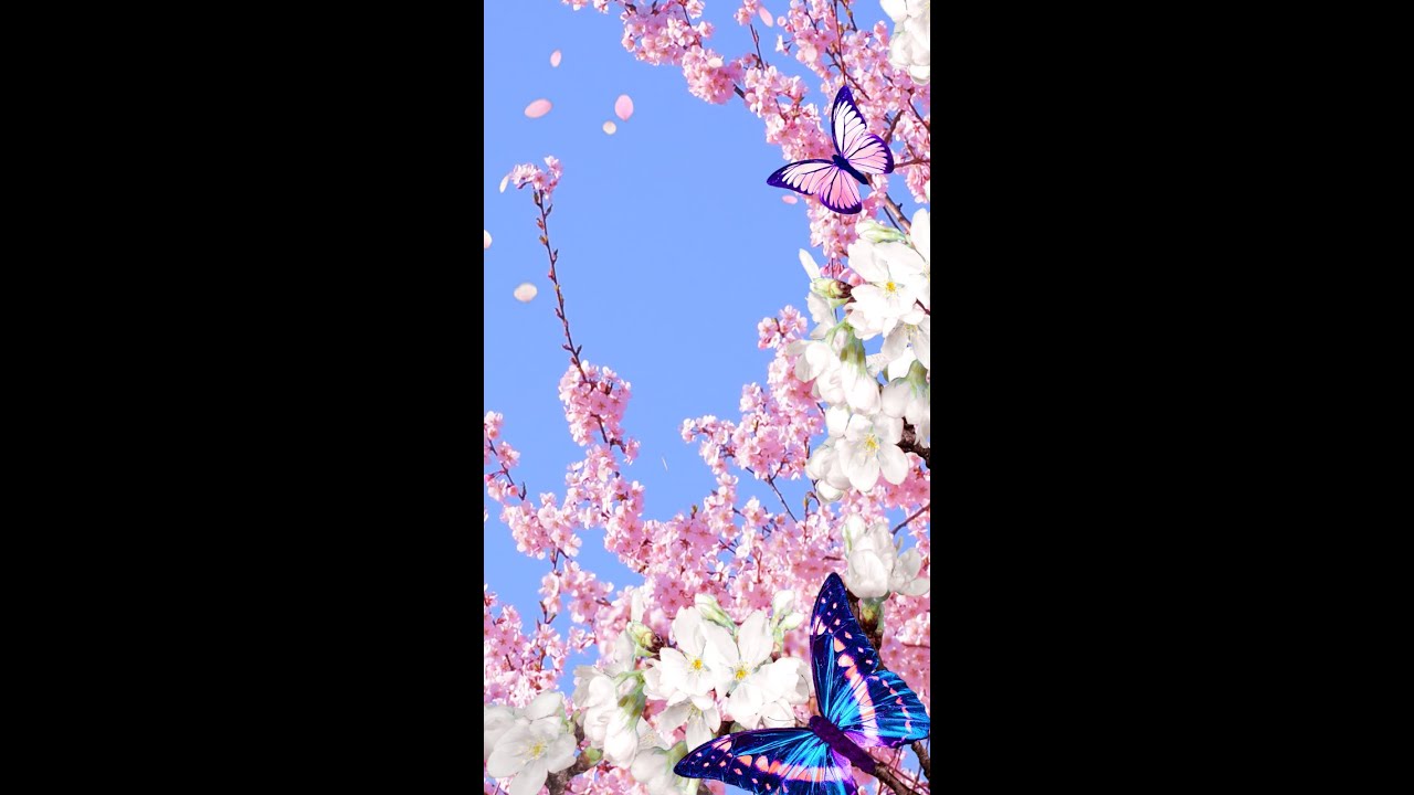 Cherry Blossoms #Shorts