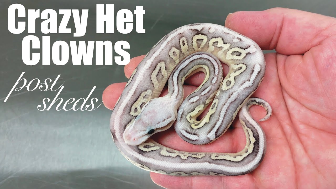 Crazy combo Het clown ball pythons!!