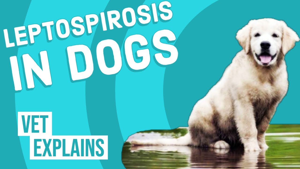 Leptospirosis in Dogs