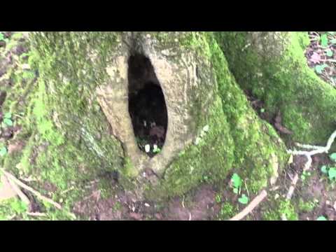 a new meaning to the work tree huggers