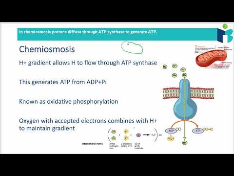 Electron Transport Chain + Chemiosmosis (8.2.5 B BIOLOGY HL)