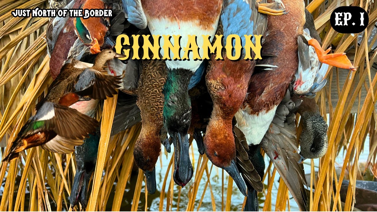Ep. 1: “Cinnamon” - California Duck Hunting, Public Land Cinnamon Teal