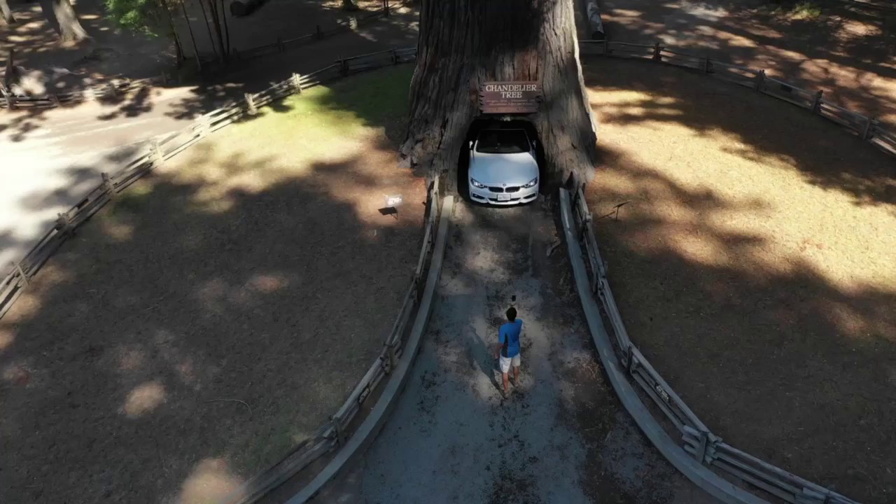 Drive Thru Tree