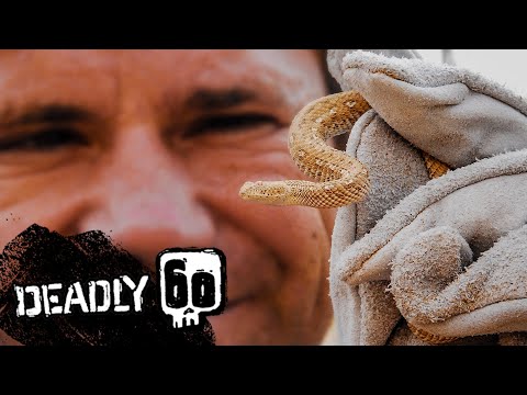 Tracking The Sneaky Sidewinder Snake | Deadly 60 | BBC Earth Kids