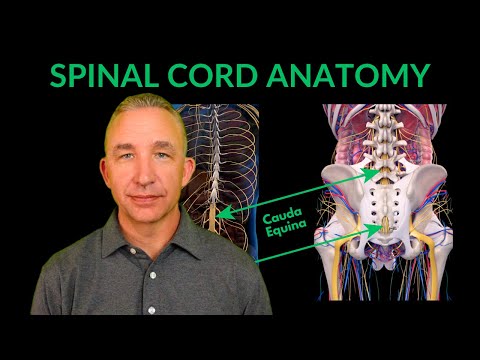 Understanding Spinal Cord Structures
