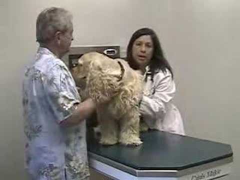 Cynthia Stroup, DVM Yearly Exams