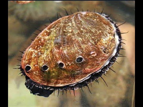 Science Talk: Ann Vileisis: Abalone