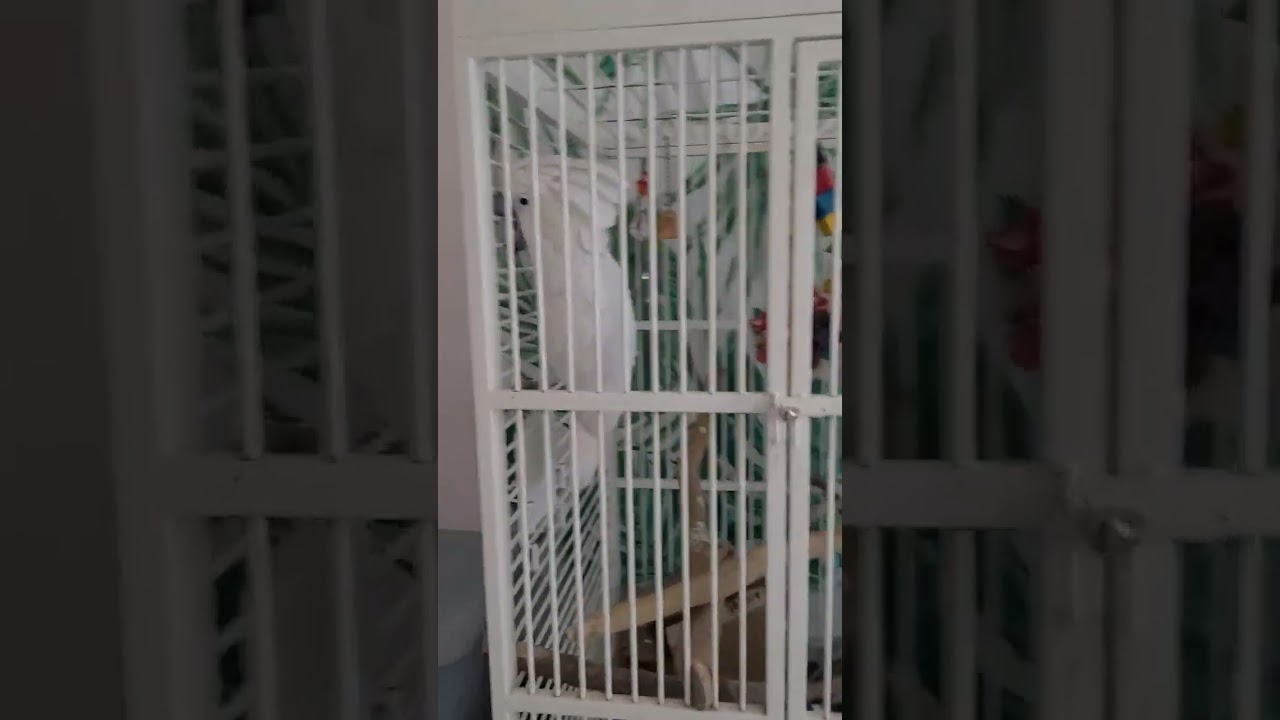 Meet William Bird