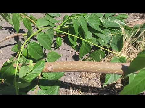 woody stem tree of heaven to post