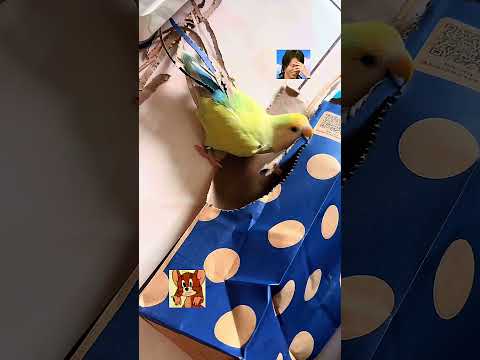 This packaging bag is perfect for this parrot's nest. #parrots #birds #parrot #pets#cute