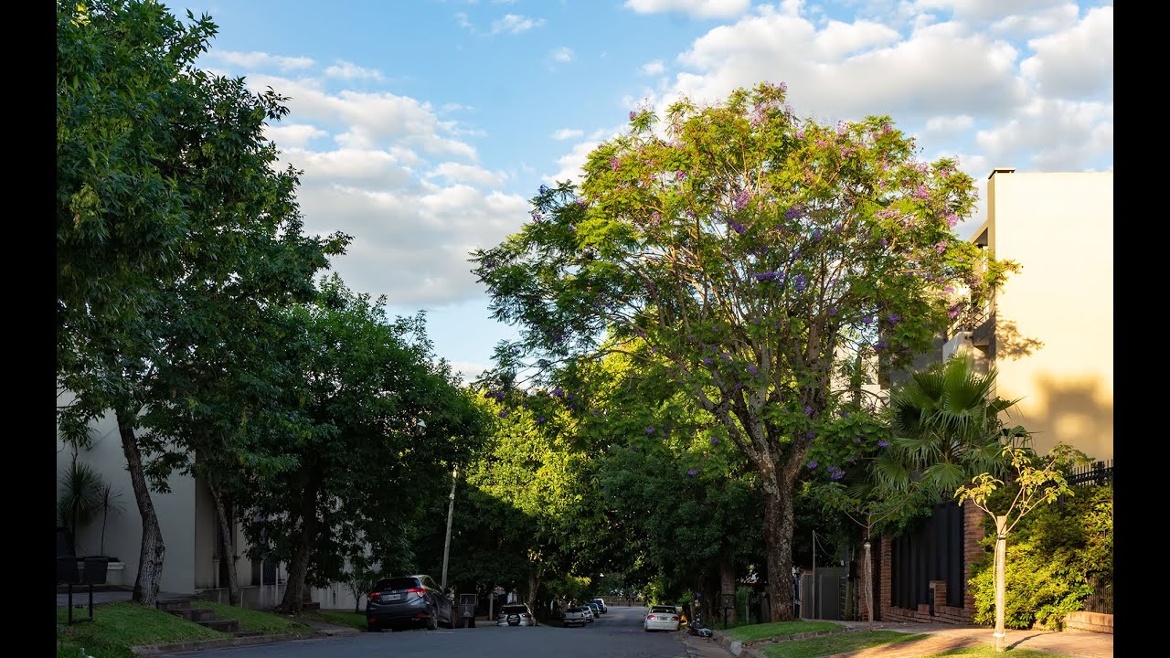 Jacaranda Tarco Karova Ka´i jepopete Kekeraundaboom