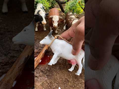 POTONG SAPI #6