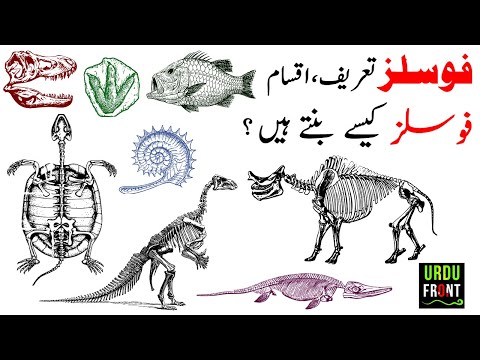 What is a Fossil? Types and Formation of Fossils Urdu/Hindi | 2020