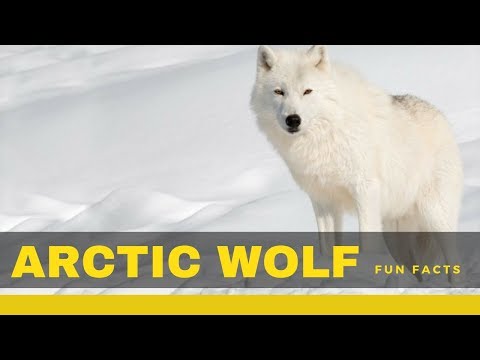 arctic wolf facts for kids – Interesting information you need to know
