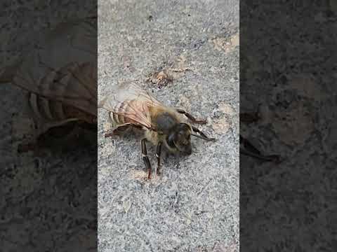 A Western Honey Bee (Apis mellifera) sitting on a round river stone