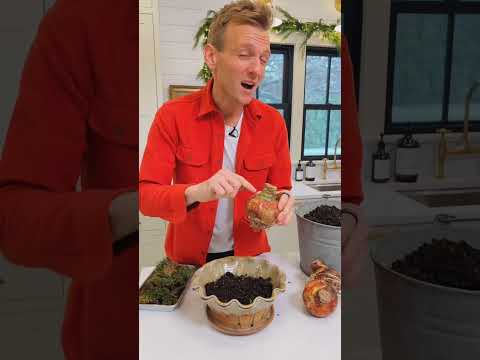 Here’s how to plant amaryllis bulbs for Christmas! #shorts