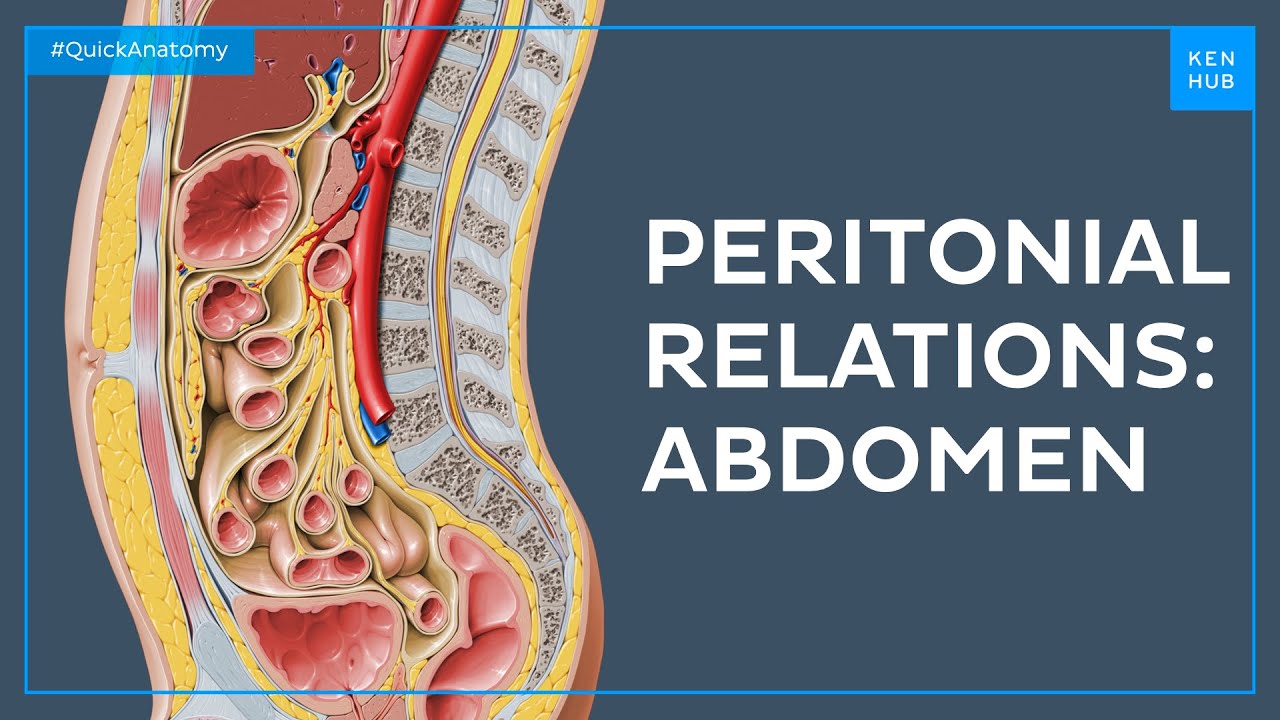 Peritoneal relations: Abdomen - Quick Anatomy | Kenhub