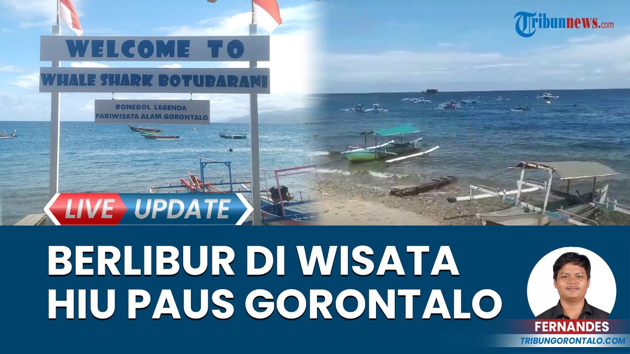 Hiu Paus Sherly Muncul Lagi! Ratusan Orang Datangi Wisata Hiu Paus ...