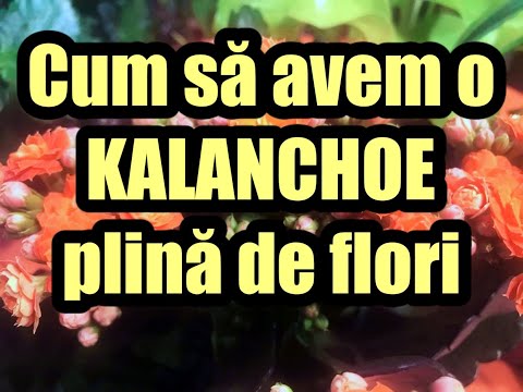 Cum să avem o KALANCHOE plină de flori - #ingrijireaflorilor