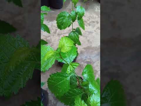 sage plant