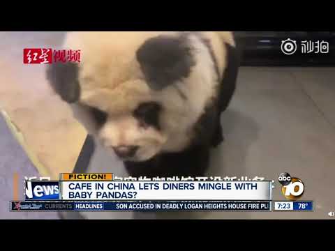 Cafe lets people mingle with baby pandas?