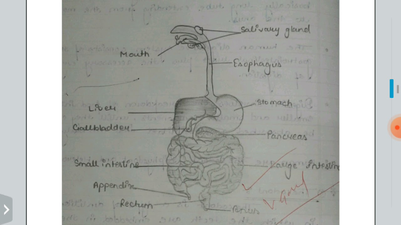 Class 10 biology ch1 Life process part 1 Handwritten notes
