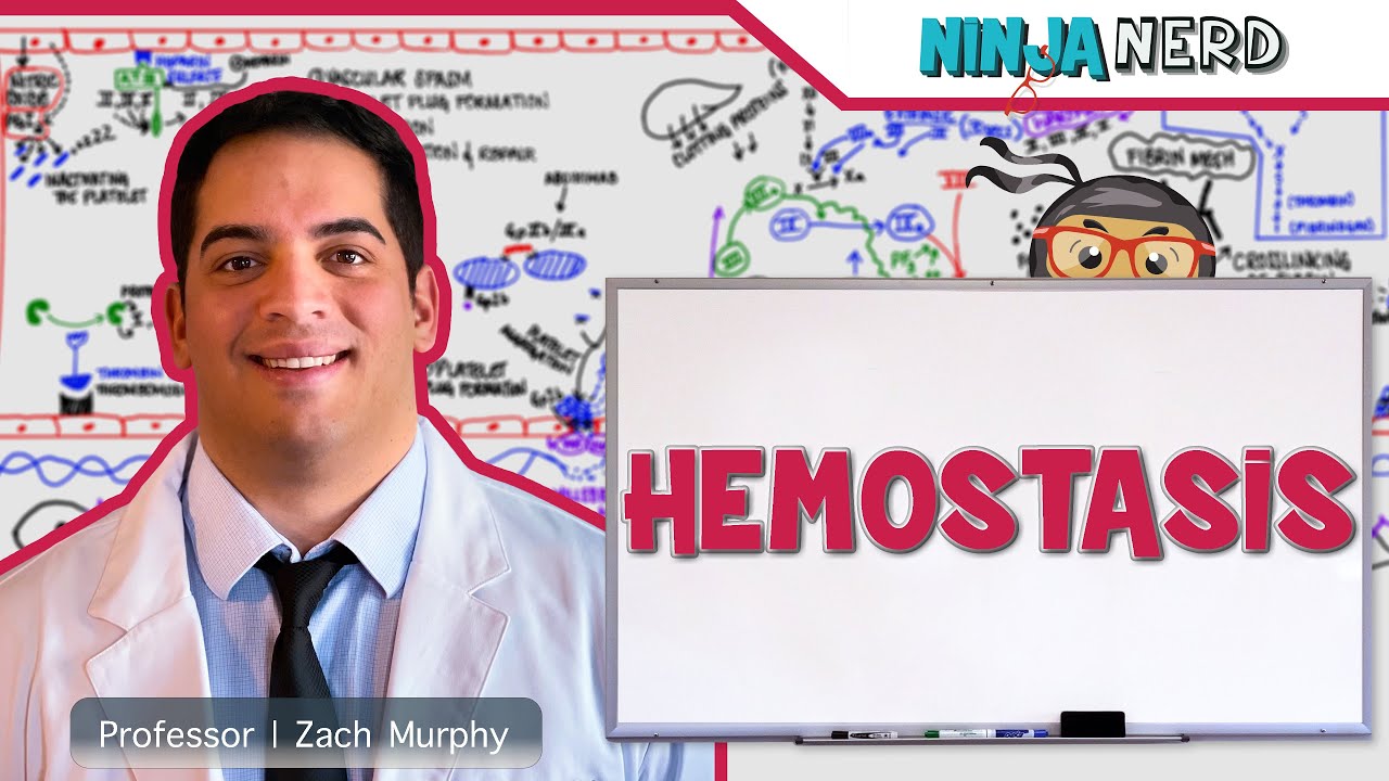 Understanding Hemostasis: The Coagulation Cascade Explained | Galaxy.ai