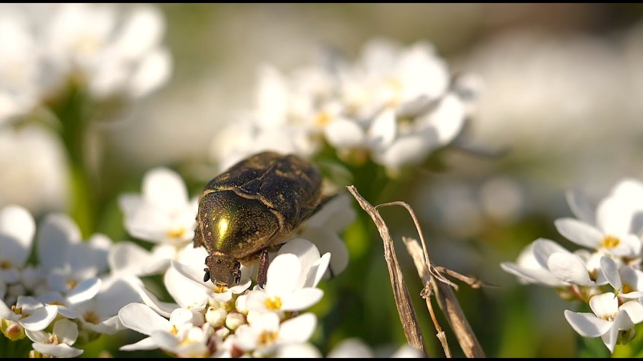 beetle wallpaper - insect moving wallpaper