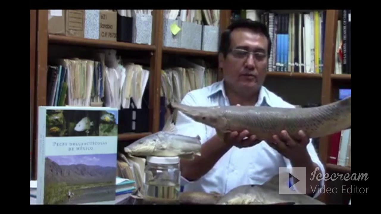 PECES: CARACTERÍSTICAS, CLASIFICACIÓN, ANATOMÍA, ENTRE OTRAS.