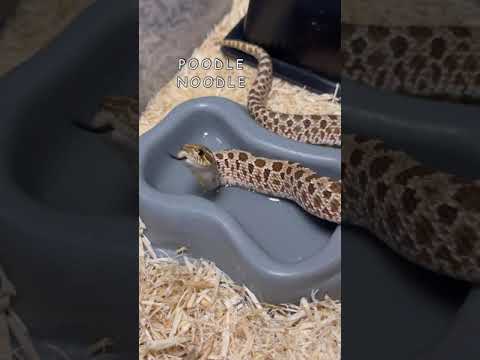 Snake names