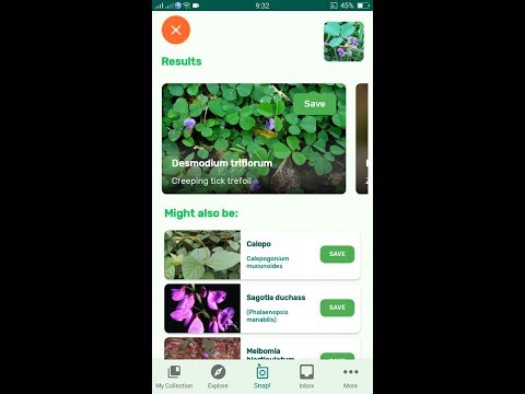 PlantSnap identifies a Creeping tick trefoil (Desmodium triflorum)