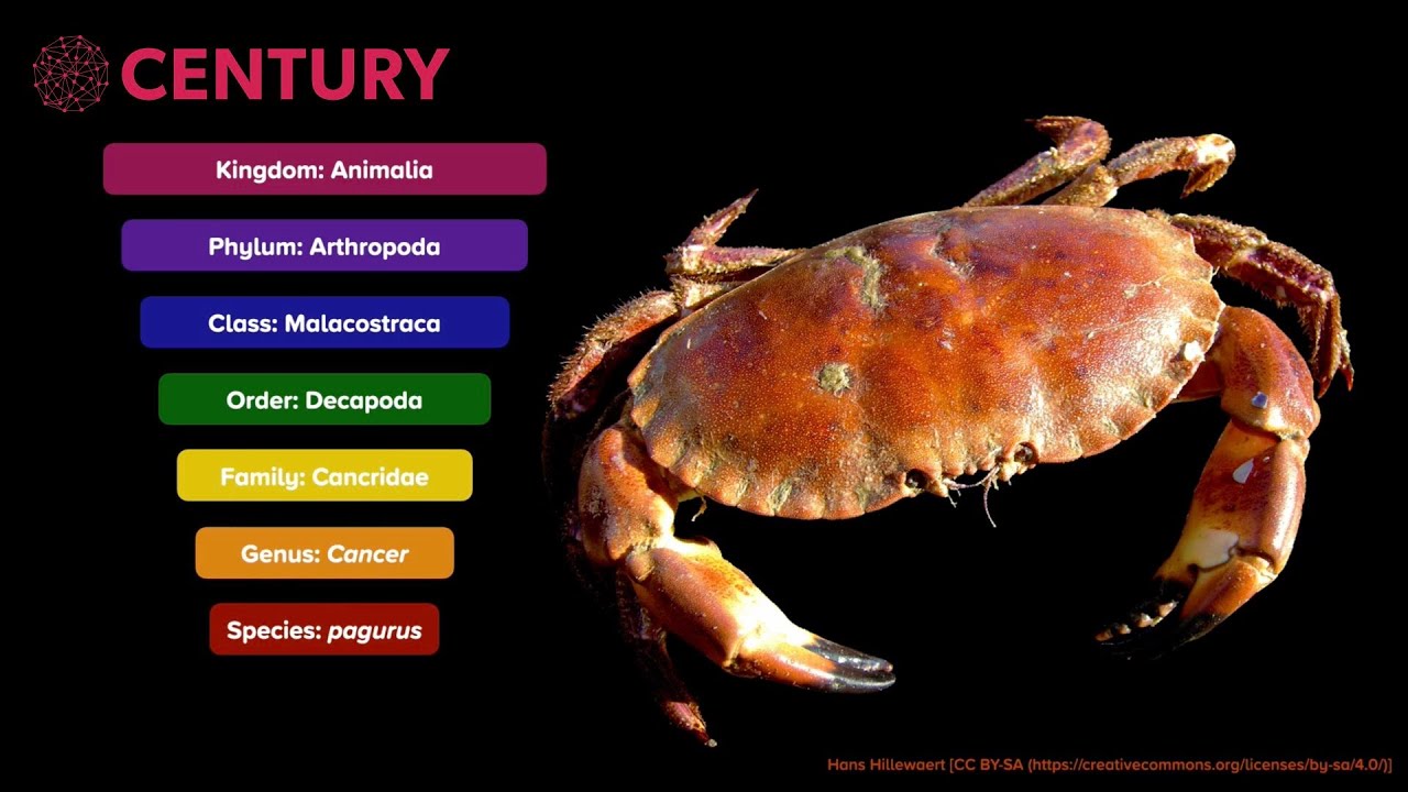 Linnaean System of Classification | Biology