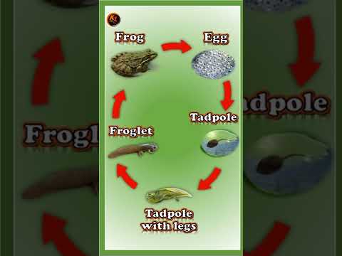 Frog Life cycle | Life Cycle of a Frog | Life Cycle
