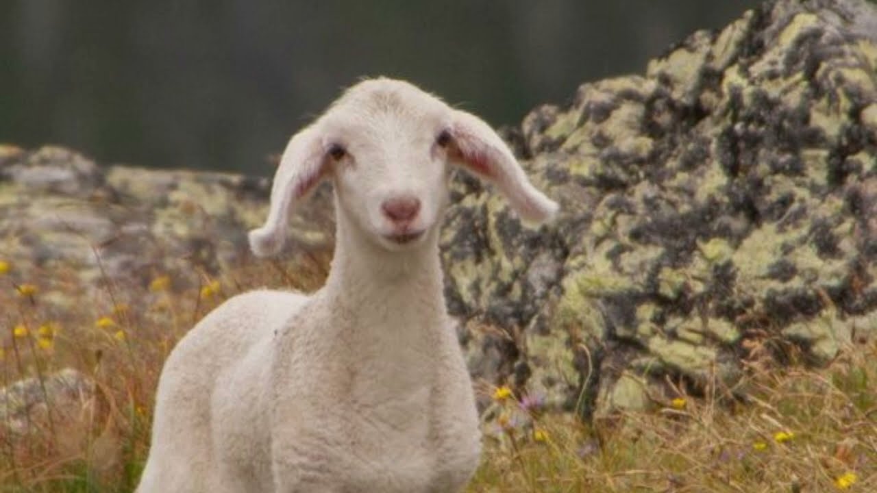 Sheep wallpaper for iphone 14