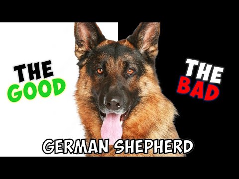GERMAN SHEPHERD - PROS & CONS