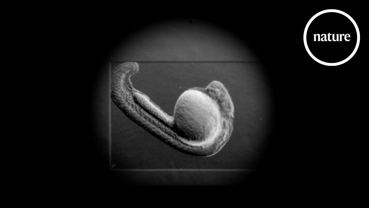 The very first beat: How a heart starts to pulse