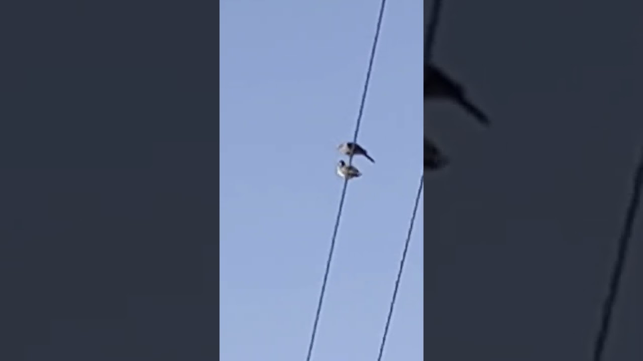 Two birds on a wire but it’s real life 👍