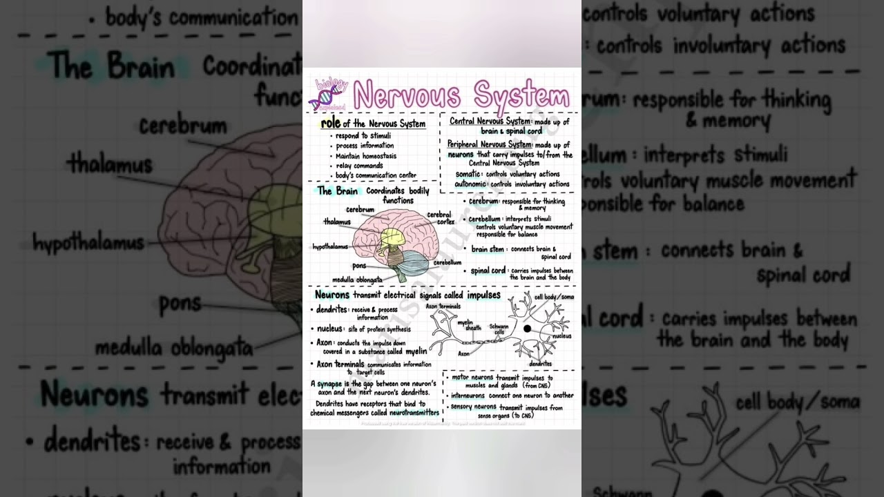 Nervous system physiology and anatomy