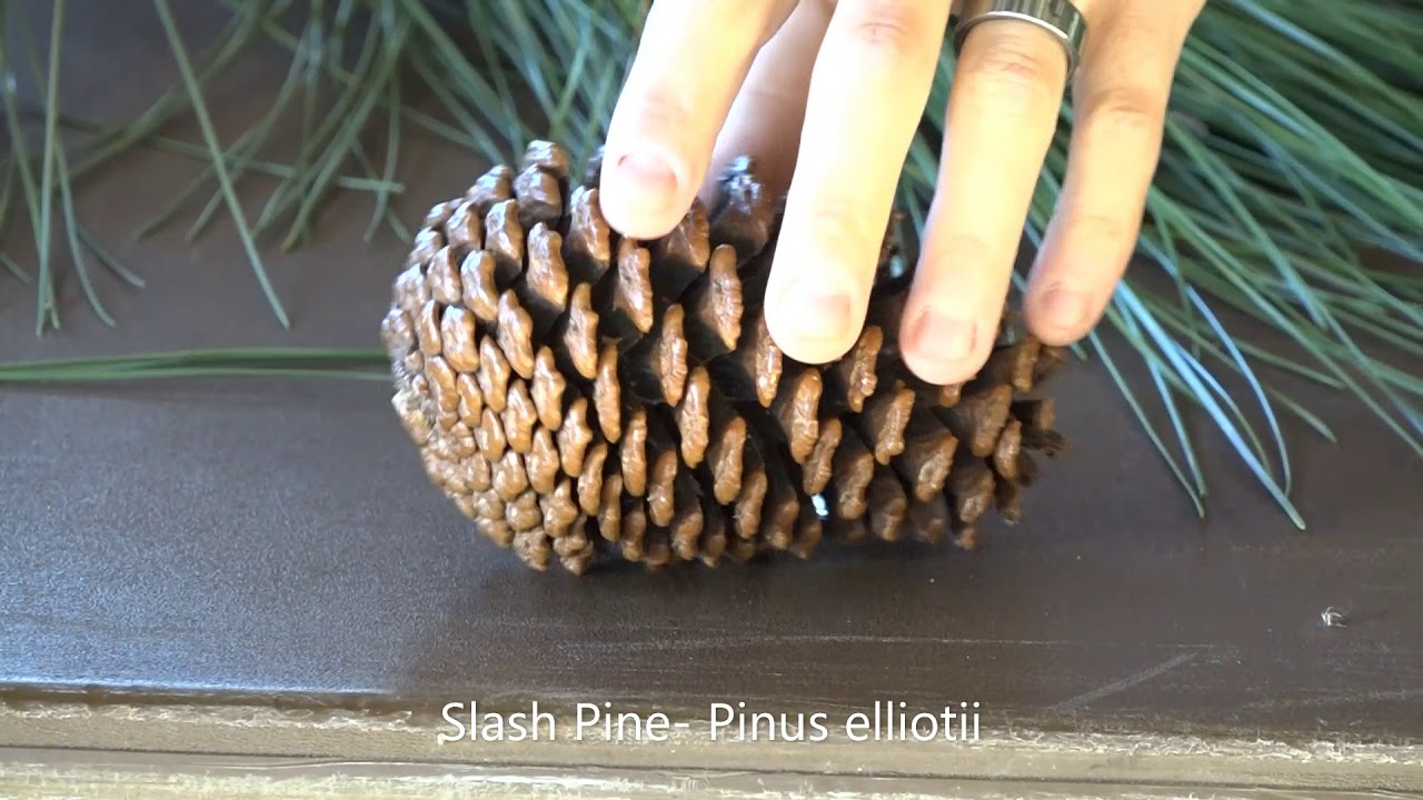 Tree ID #15- Pines: White, Loblolly, Slash, Longleaf, and Table Mountain