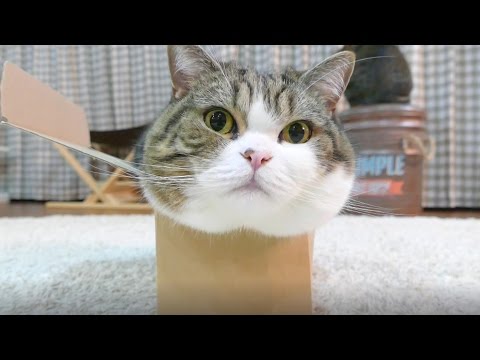 The Amazing Maru-Cat! – CUTETROPOLIS